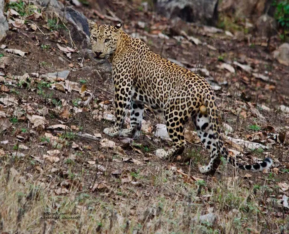 Glavni neprijatelj indijskog leoparda je tigar.