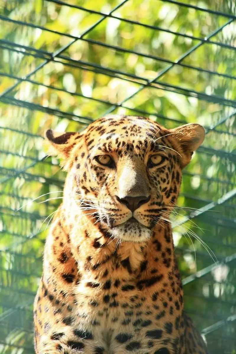 Leopard India adalah haiwan pemangsa.