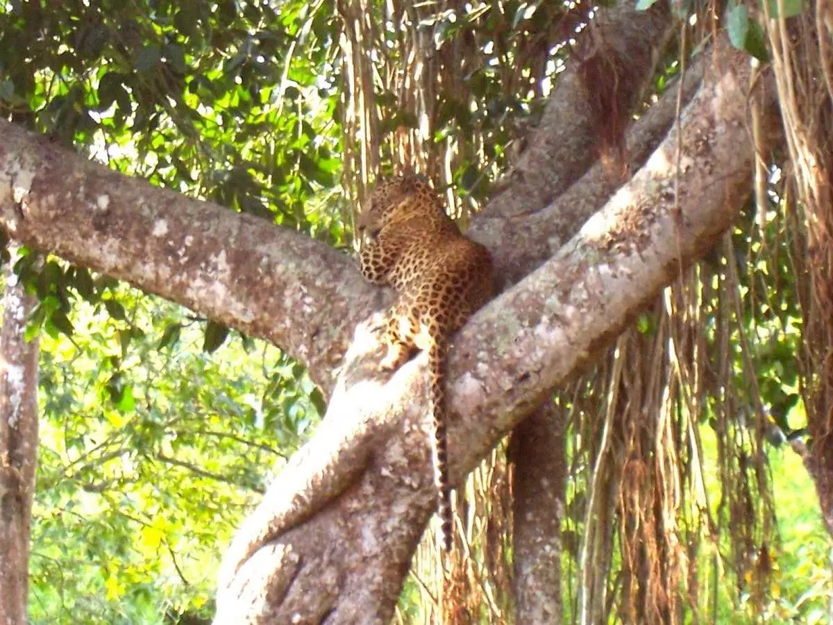 Xayawaankani waa shayga ugaarsiga.