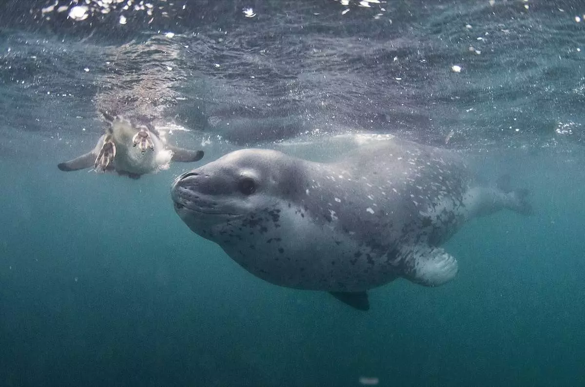 Foca leopardo (Hydrurga leptonyx).