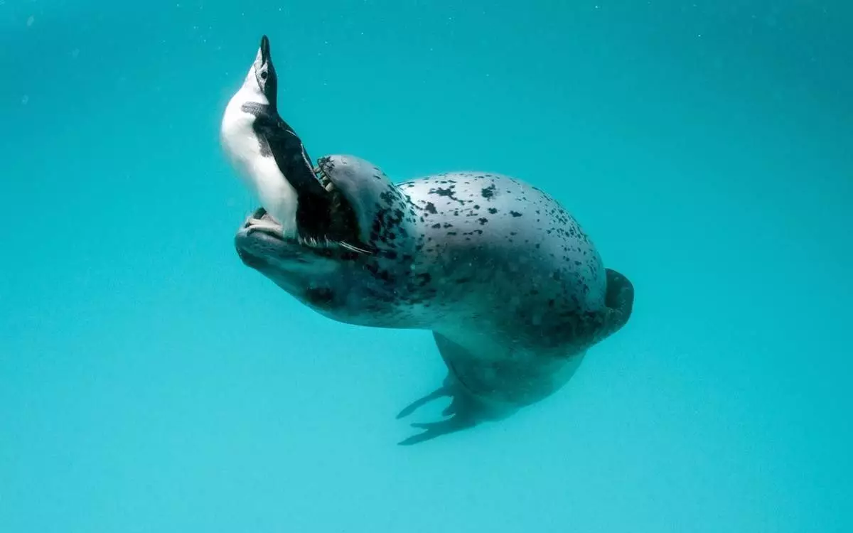 As focas leopardo son os principais inimigos dos pingüíns.