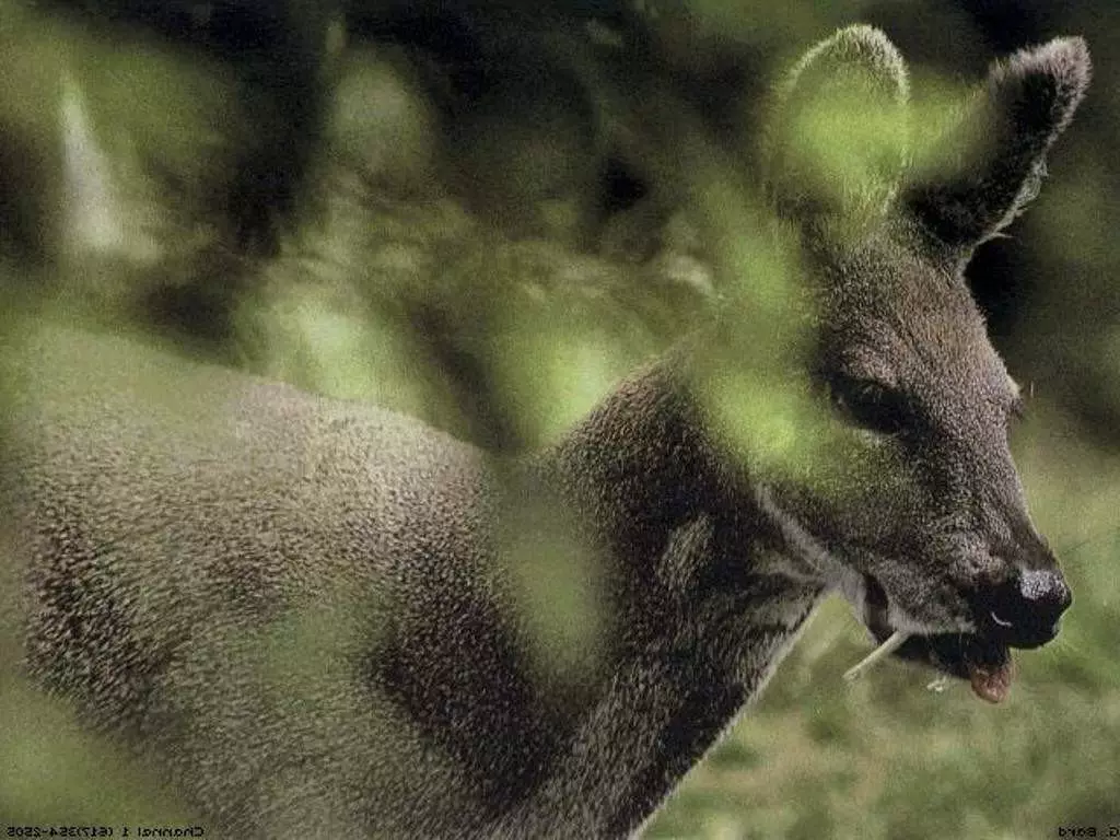 시베리아 사향 사슴 (Moschus moschiferus).