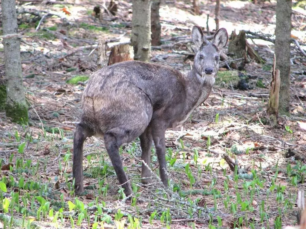 I-muzzle ye-musk deer ngokungafaniyo ifana nembonakalo ye-kangaroo.