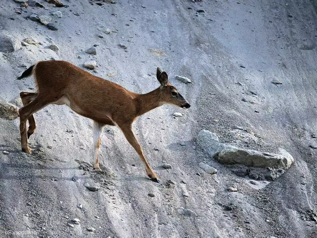 Deer Musk jẹ ẹranko taiga.