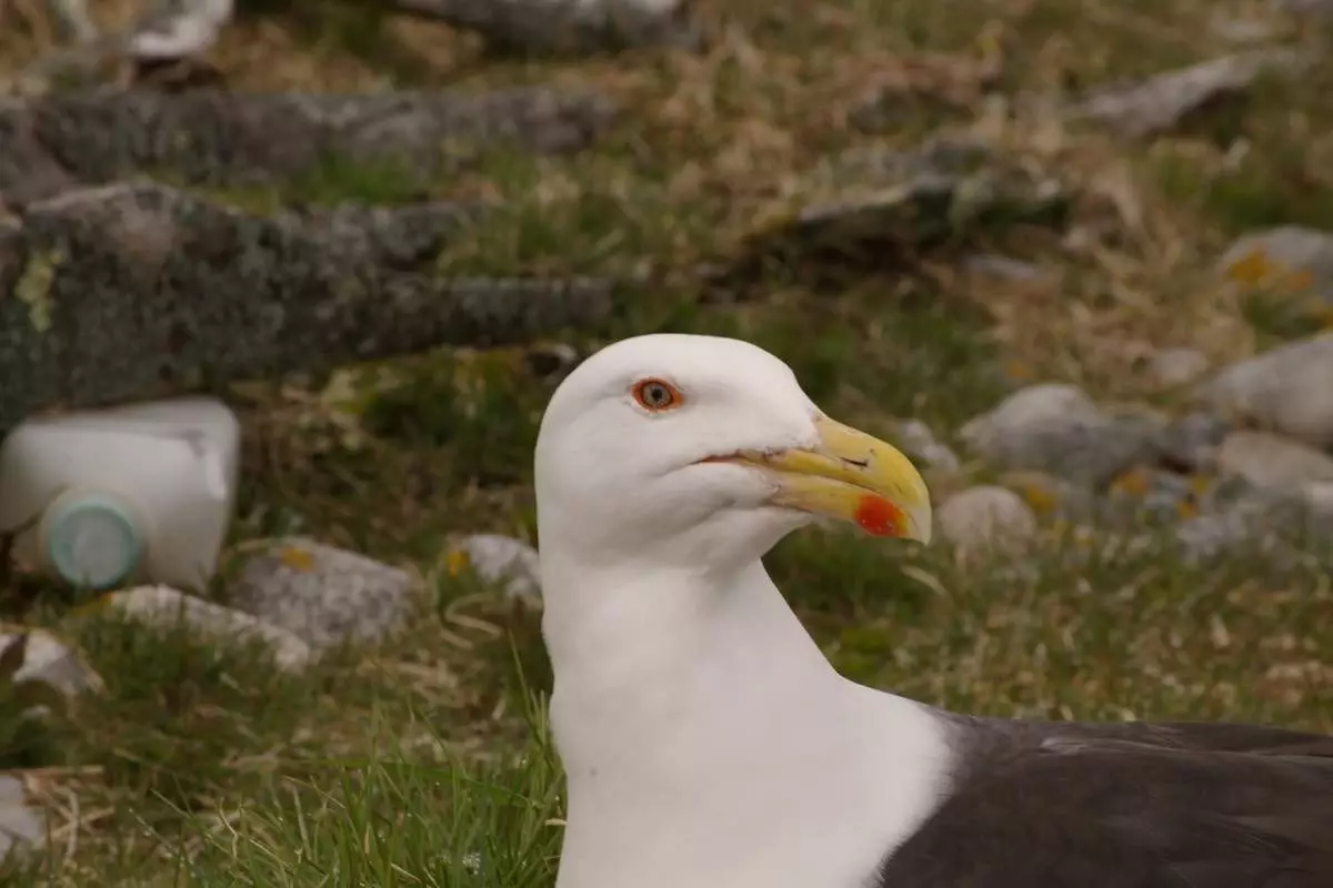 نورس البحر (Larus marinus).