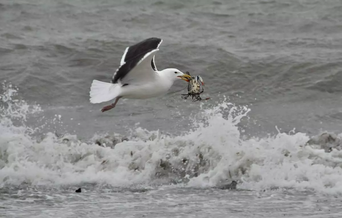 La mouette est capable de se développer à grande vitesse.