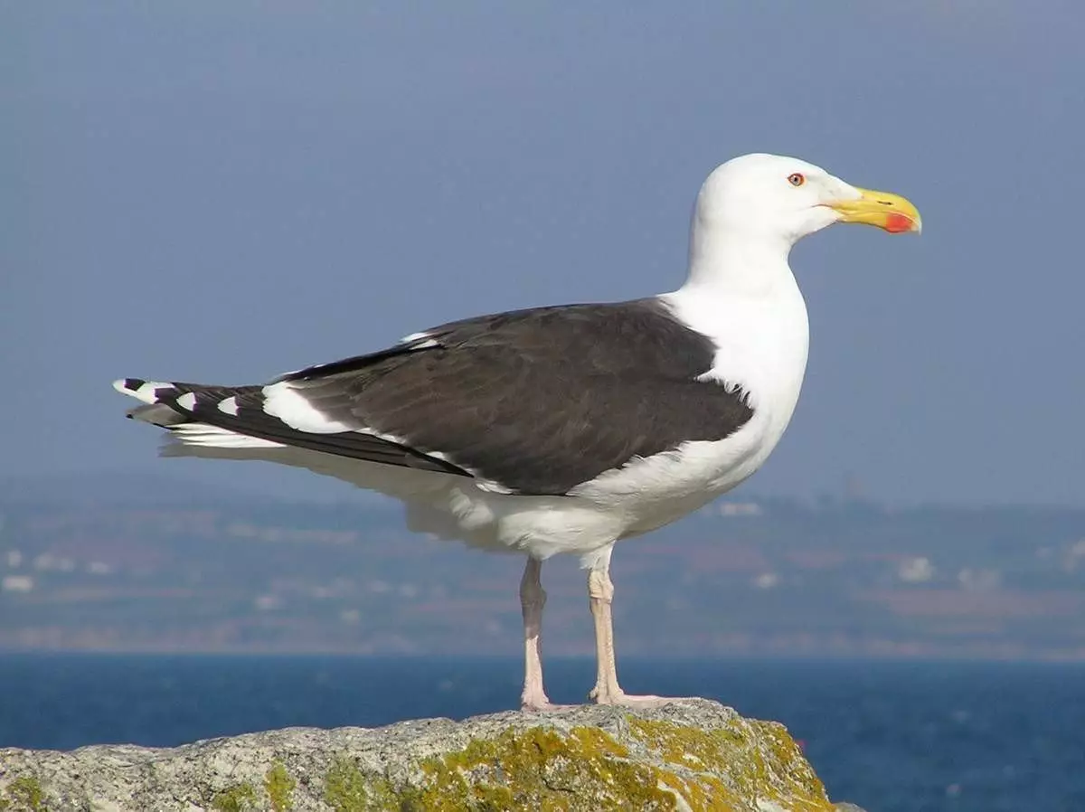 Les goélands se nourrissent de divers animaux, y compris terrestres.