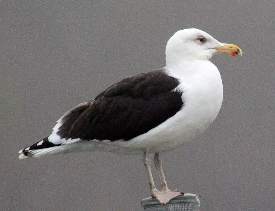 Ces oiseaux marins ont de nombreux ennemis.