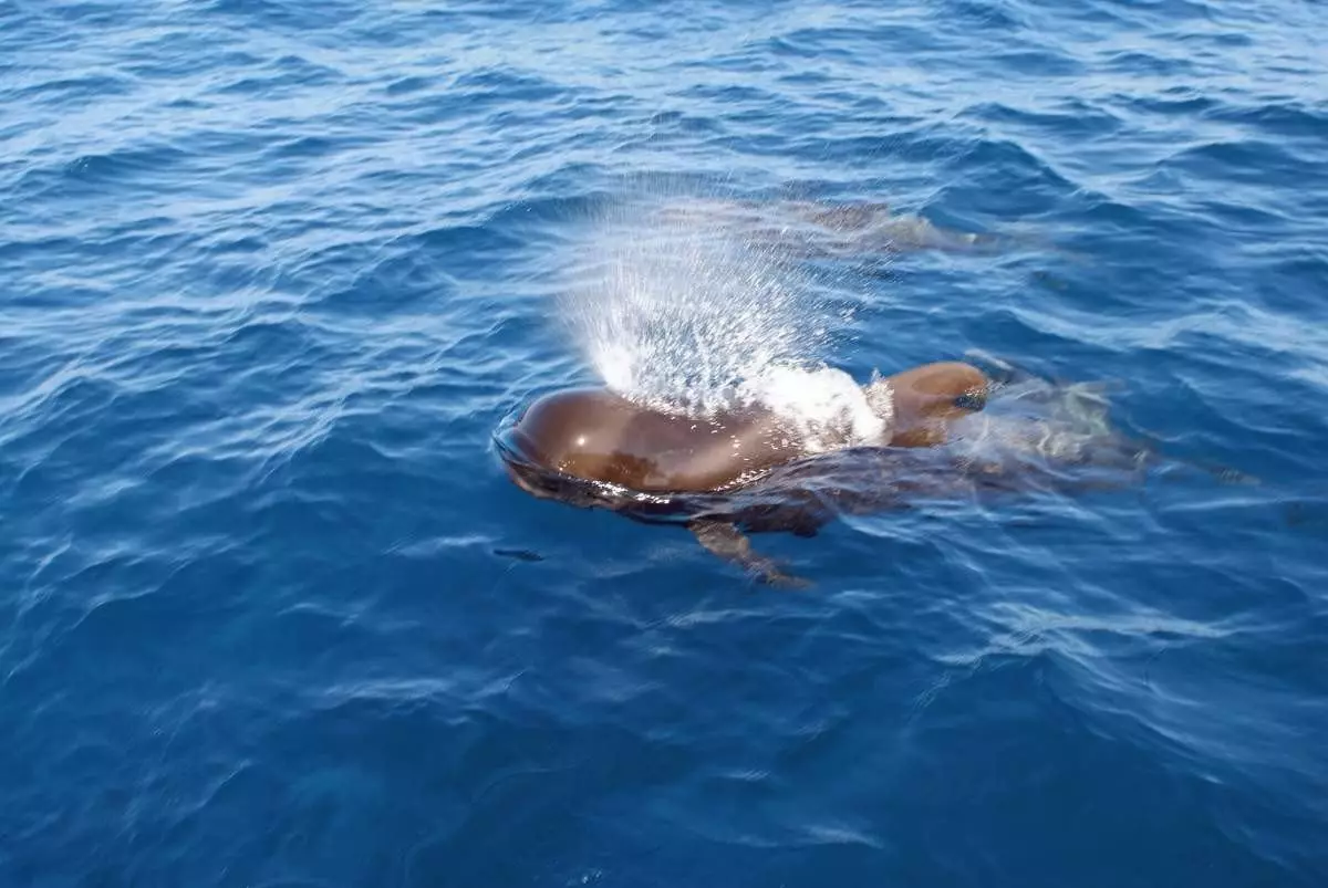 Grinda - delfin me kokë topi