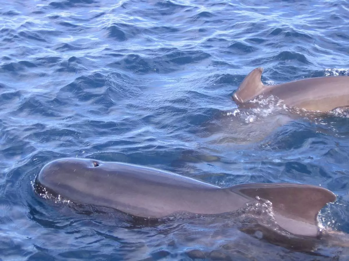Гринди - представники дельфінячого сімейства.