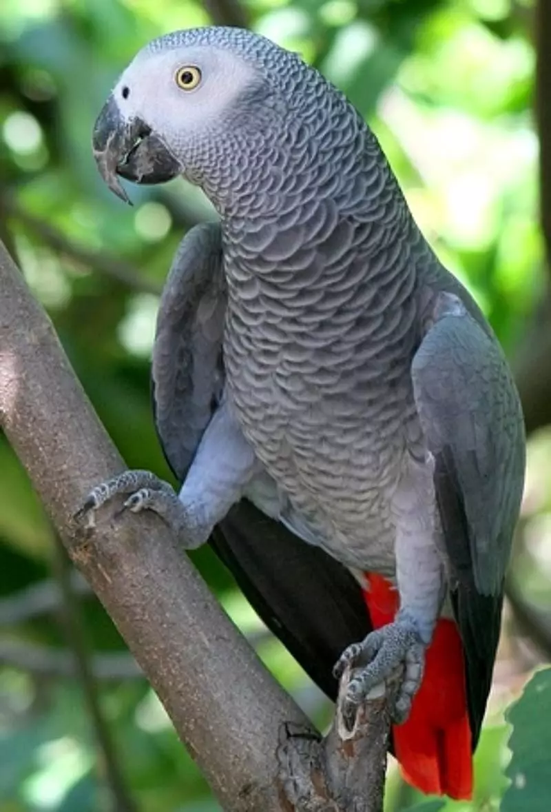 Szürke papagáj (Psittacus erithacus).