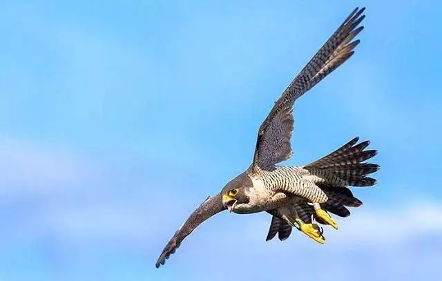 Peregrine Falcon jẹ ẹiyẹ ti o yara ju ati ẹranko ti o yara julọ lori ile aye!