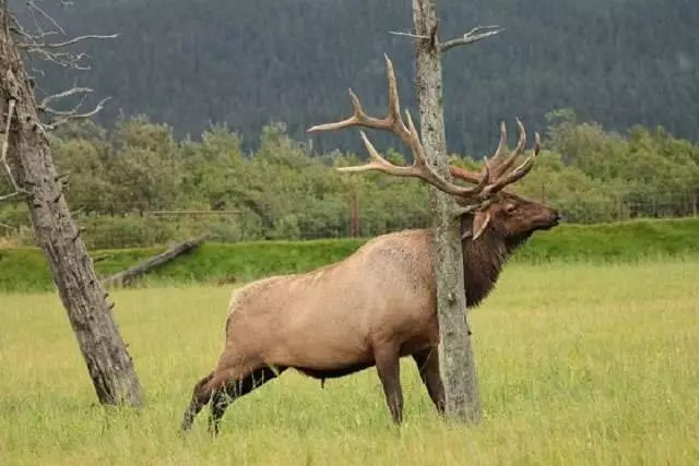 wapiti ແມ່ນຊະນິດຍ່ອຍຂອງກວາງແດງທີ່ອາໃສຢູ່ໃນອາເມລິກາ ເໜືອ - ເປັນສັດໃຫຍ່ທີ່ຍັງສາມາດແລ່ນໄດ້ໄວ.