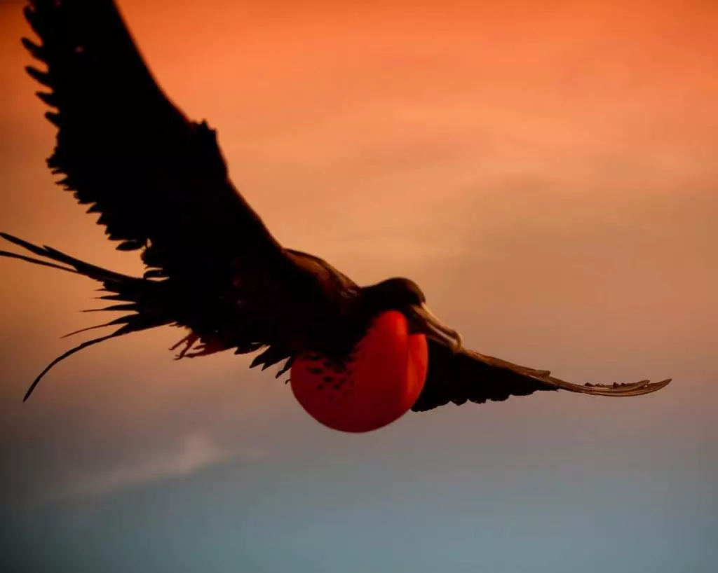 Fregatten vliegen niet alleen snel, ze kunnen ook ontzettend lang in de lucht blijven.