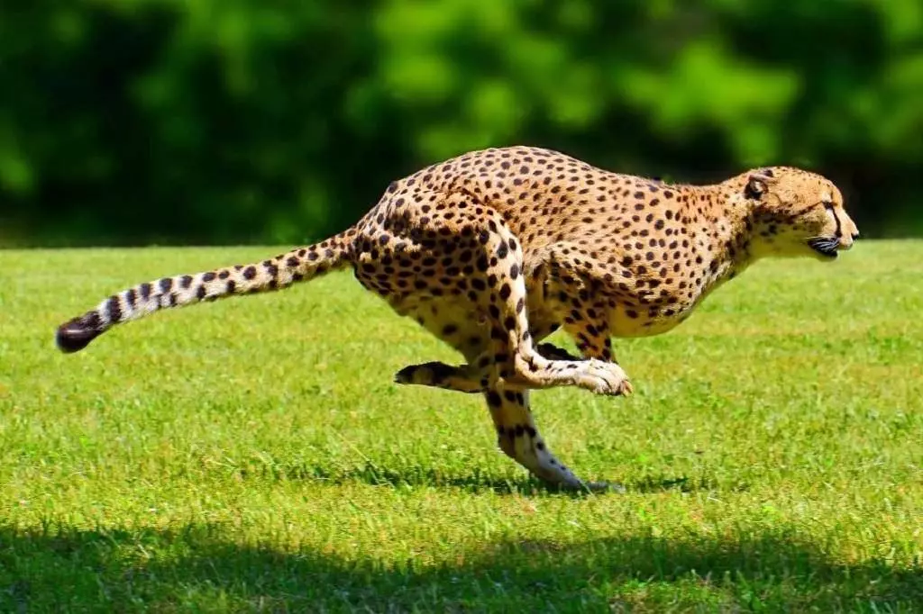 Cheetah jẹ apanirun ti o yara pupọ, ati tun jẹ onibajẹ.