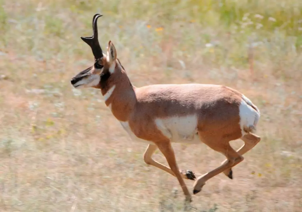 Pronghorn jẹ ẹranko ti o yara ju ni gbogbo Ariwa America.