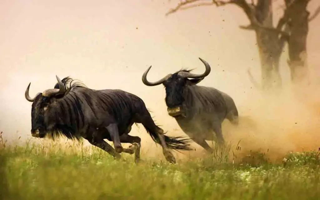 Despite the large size of their body, blue wildebeests run fast.