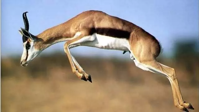 Thomson's gazelle is a fast runner, but this is not enough to escape many predators.