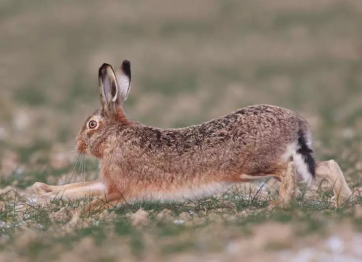 The hare is a high-speed runner among cowards.