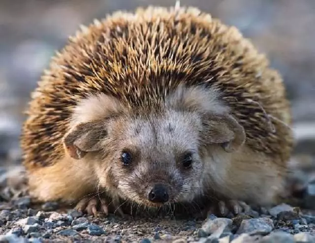 Daurian hedgehog (Mesechinus dauuricus).