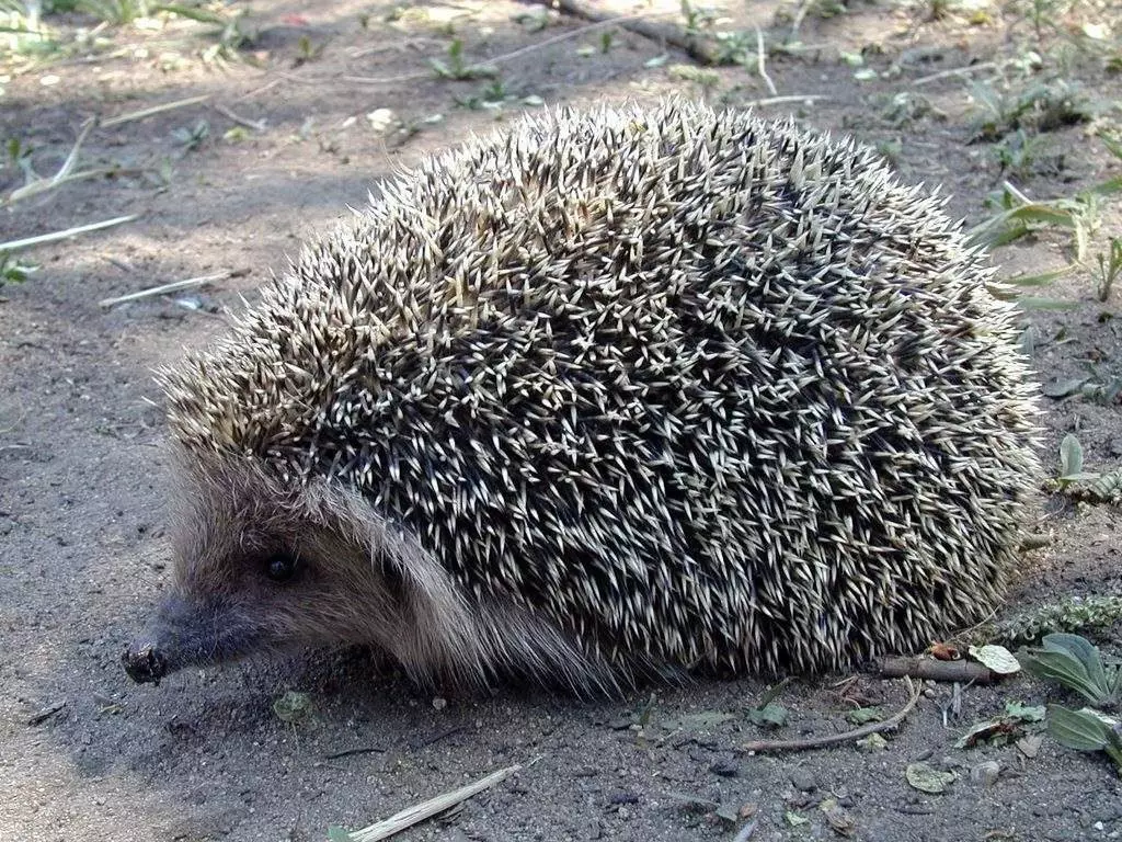 Apparently, there is a gradual dispersal of Daurian hedgehogs to the north along transport routes and along cultivated landscapes.