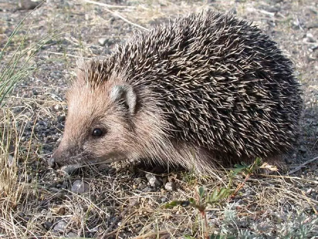 Currently, the number of predators is of decisive importance for the population of Daurian hedgehogs.