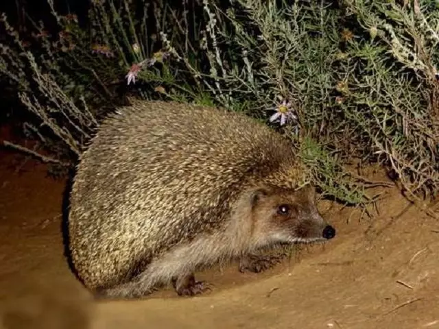 The Daurian hedgehog leads a solitary sedentary twilight lifestyle.