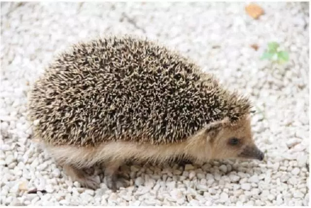 Rut in hedgehogs begins 10-15 days after awakening, usually in mid-May.