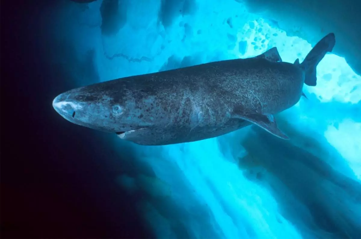 格陵兰北极鲨（Somniosus microcephalus）。