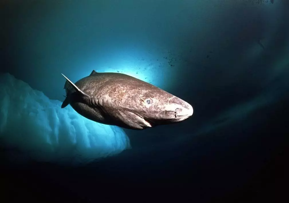 Kutup köpekbalıkları soğuk kuzey sularının sakinleridir.