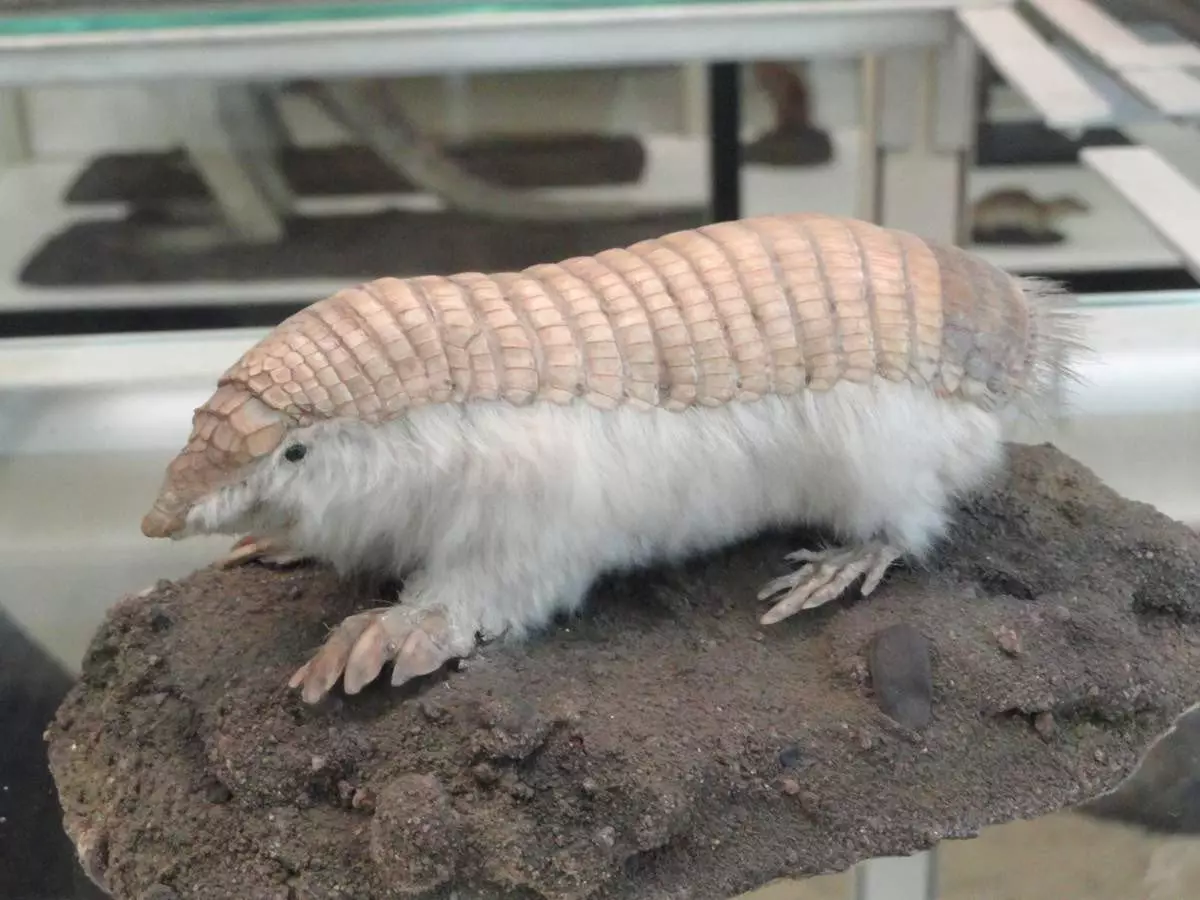 Ang mga armadillos nagkalot mga lungag.