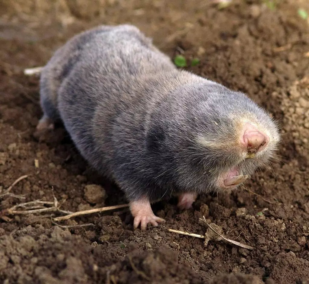 Little mole rat (Nannospalax leucodon).