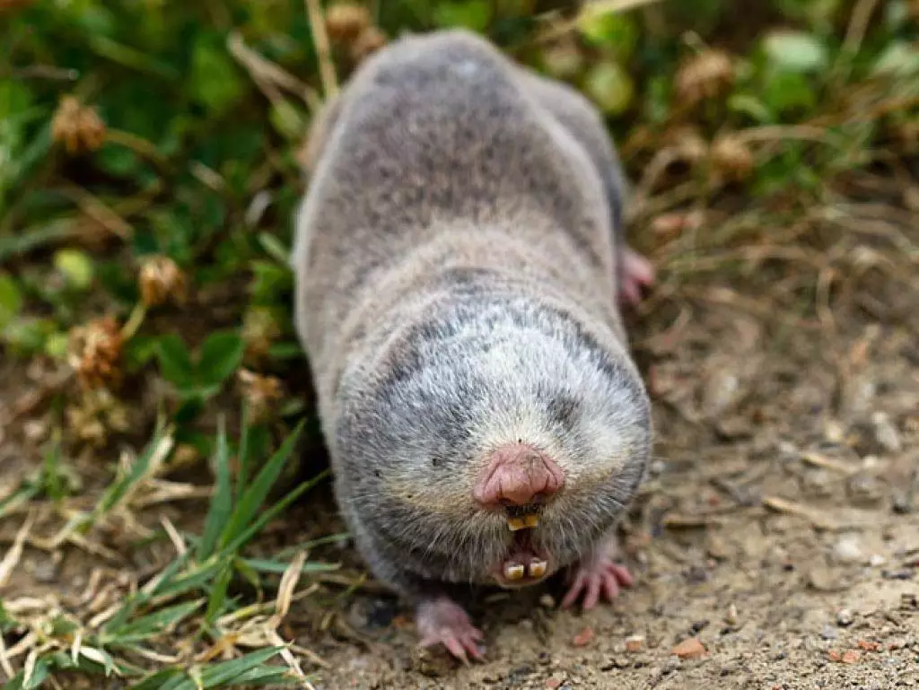 The mole rat is most often found in the steppe and forest-steppe.