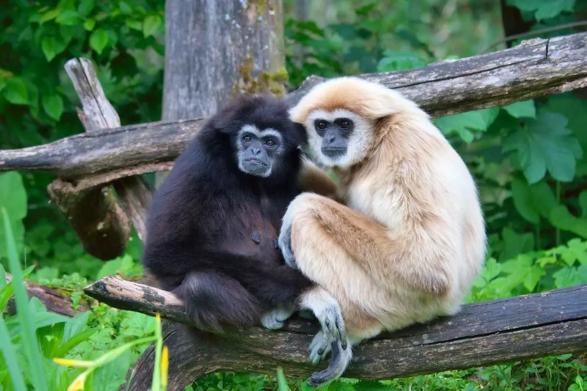 Mendebaldeko eta ekialdeko hulok bilera zoologikoan.