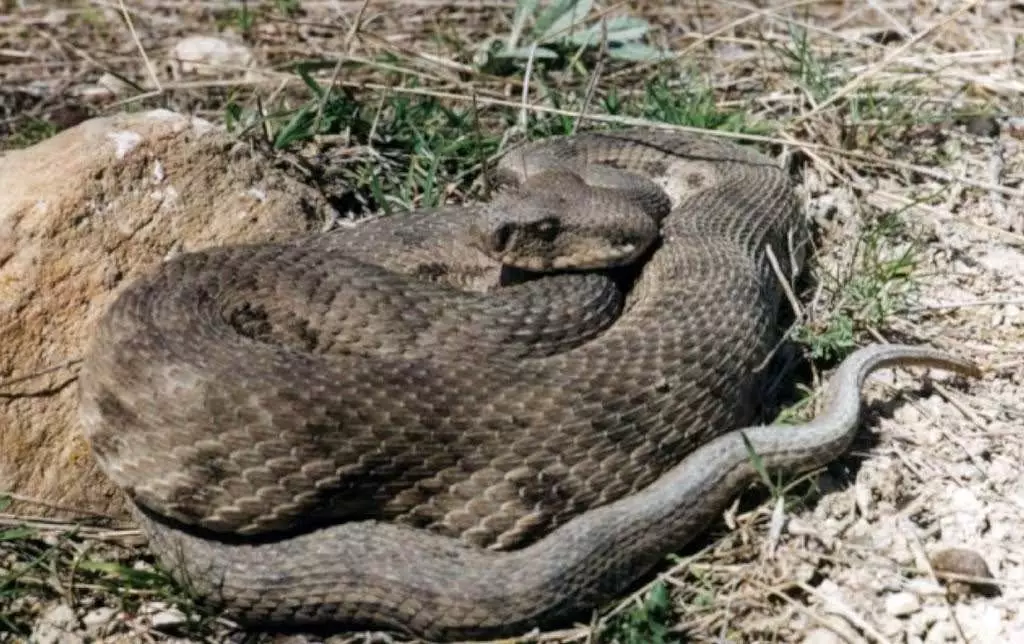 Гюрза (Macrovipera lebetina).