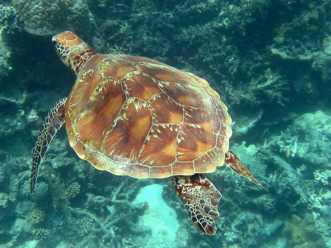 Havskildpadde (Cheloniidae).