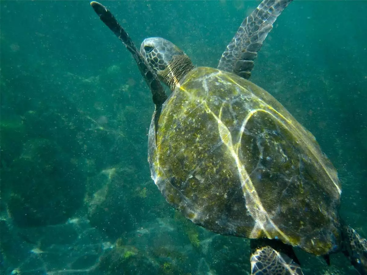 Havskildpadder udryddes nådesløst af krybskytter.