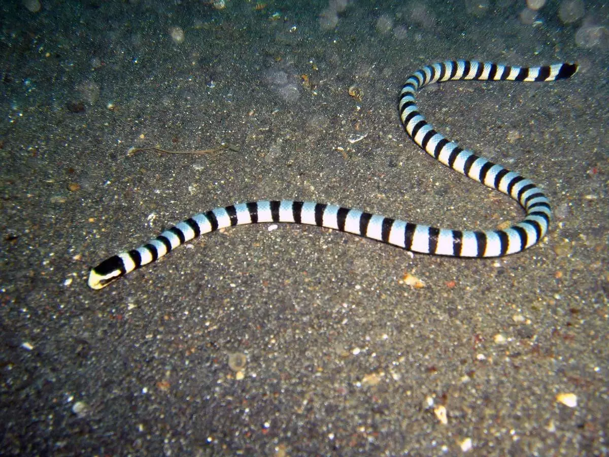 Морската змија може да дише низ својата кожа.