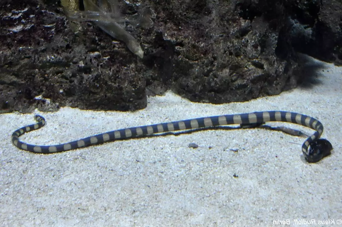 Una serpiente marina puede permanecer bajo el agua durante aproximadamente 2 horas.