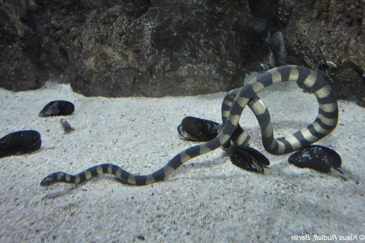 El veneno de la serpiente marina es mortal para los humanos.