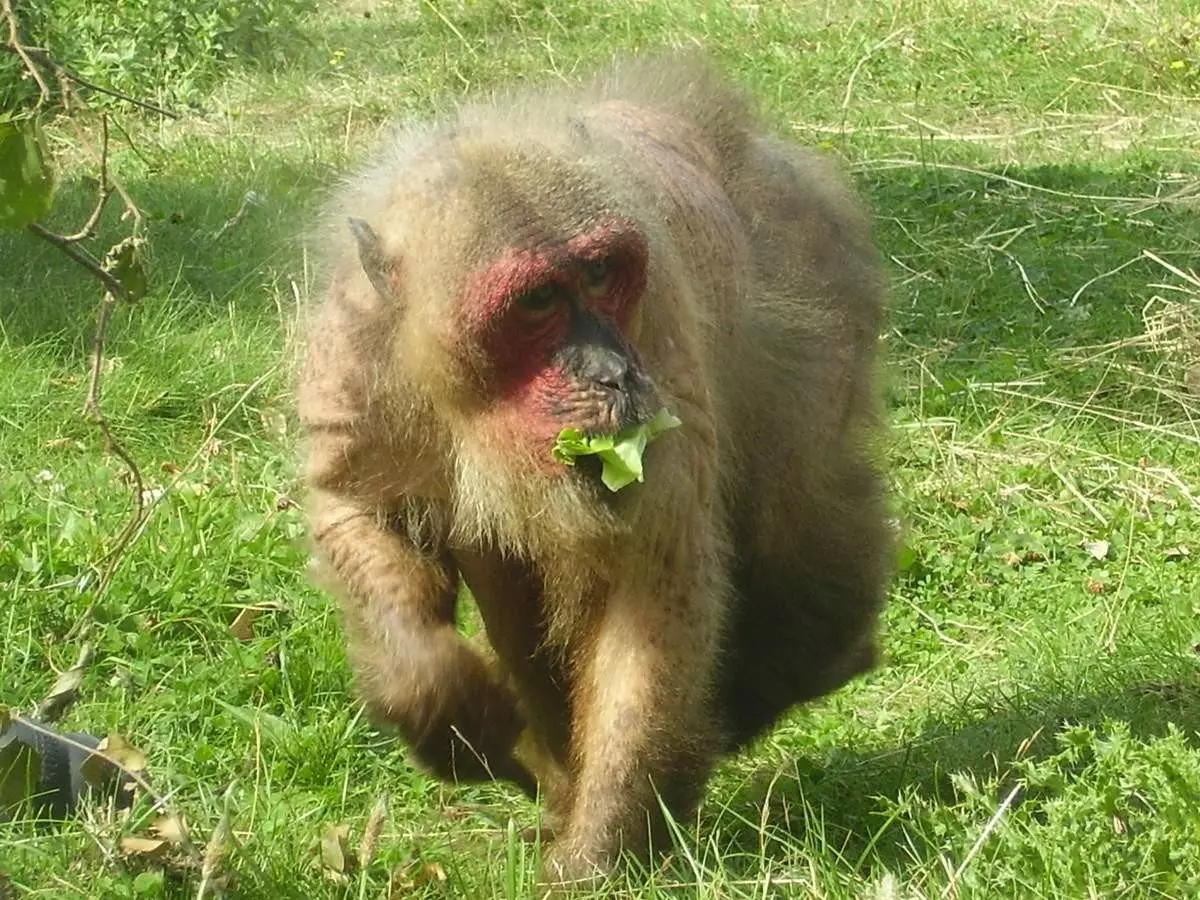 Bear macaque (arctoides Macaca).