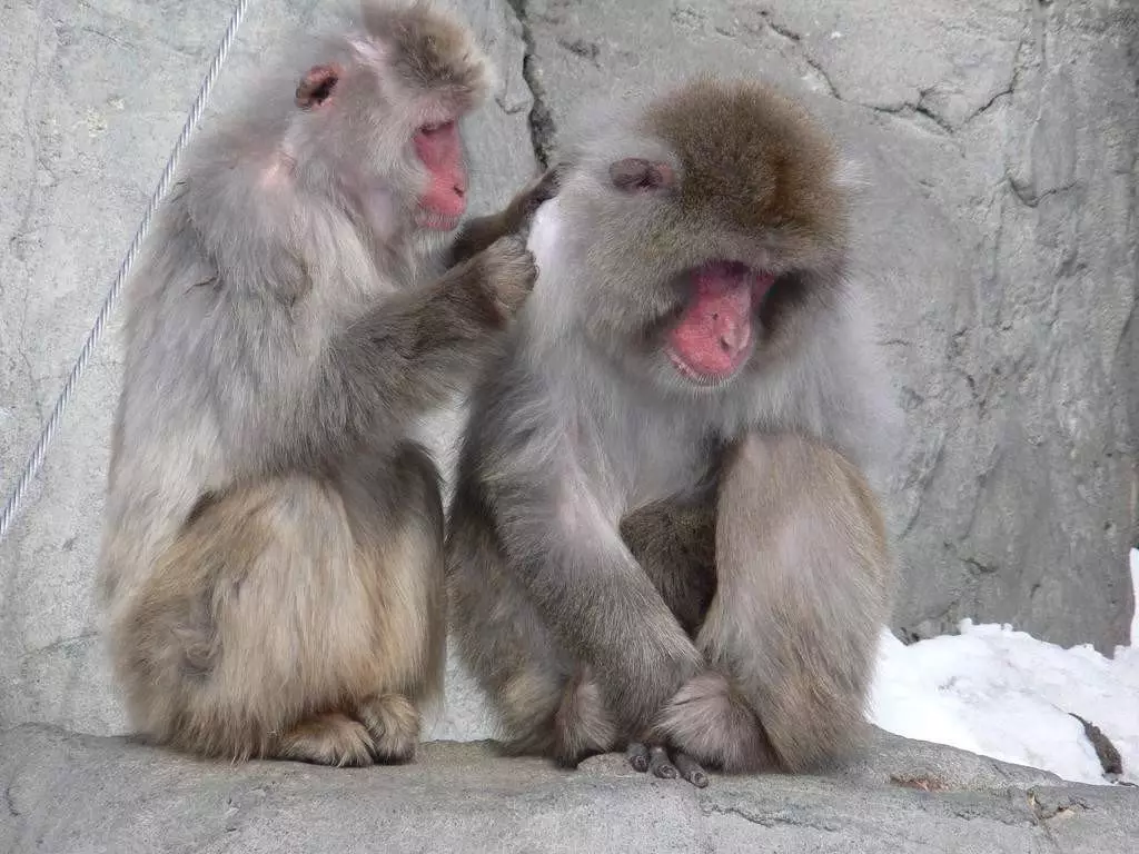 남성과 여성 곰 원숭이입니다.