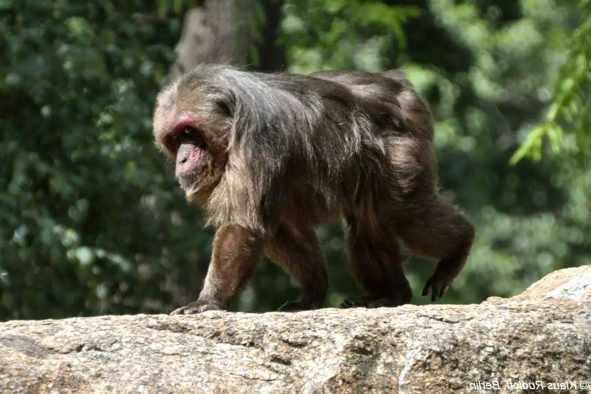 macaques ເຫຼົ່ານີ້ມີຊີວິດຢູ່ເຖິງ 30 ປີ.