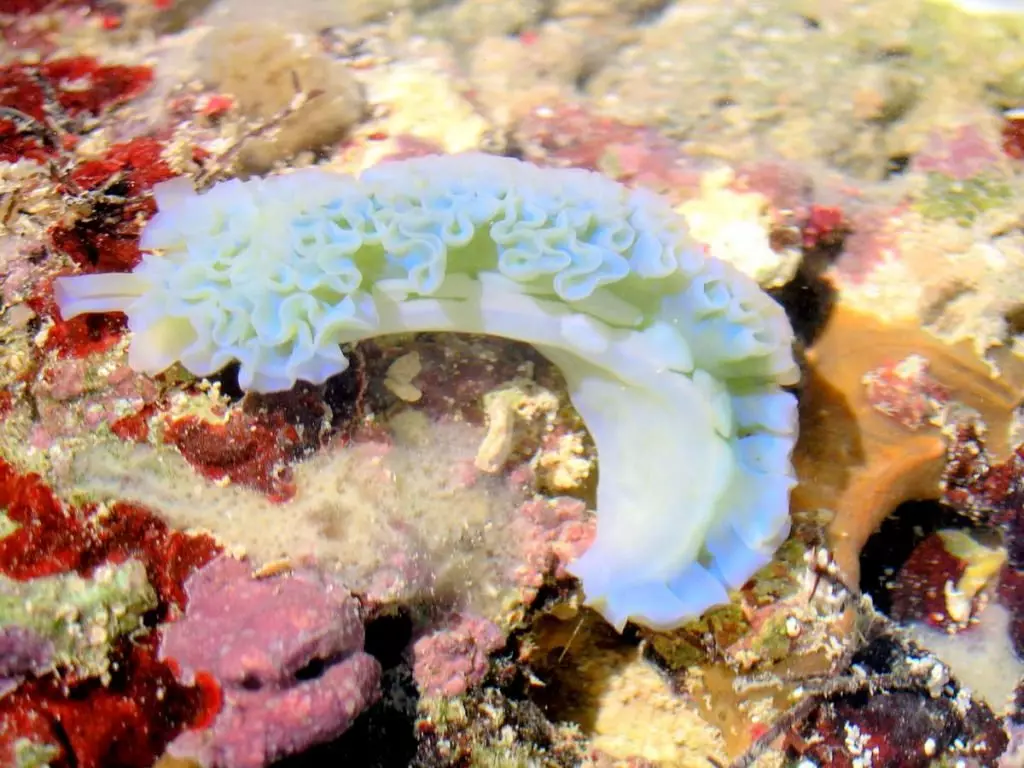 Elysia curly (Elysia crispata)