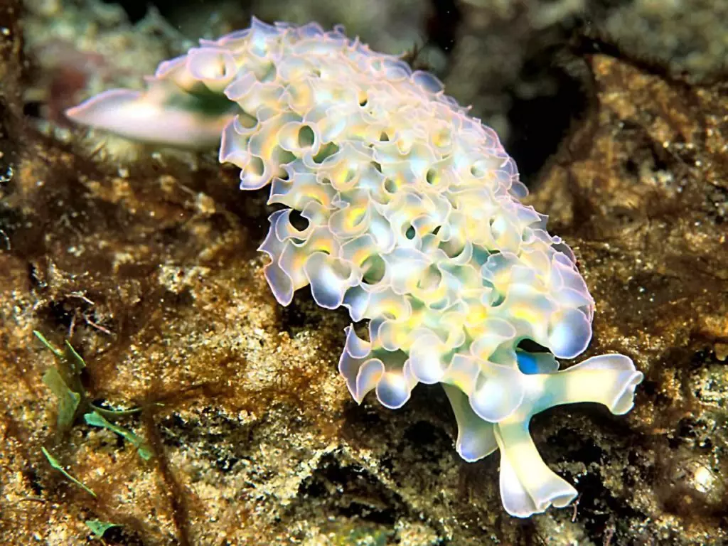 Elysia curly (Elysia crispata)