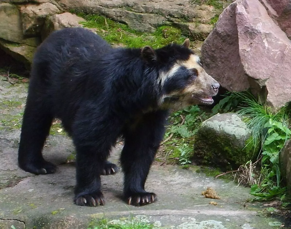 メガネグマは略奪的な動物です。