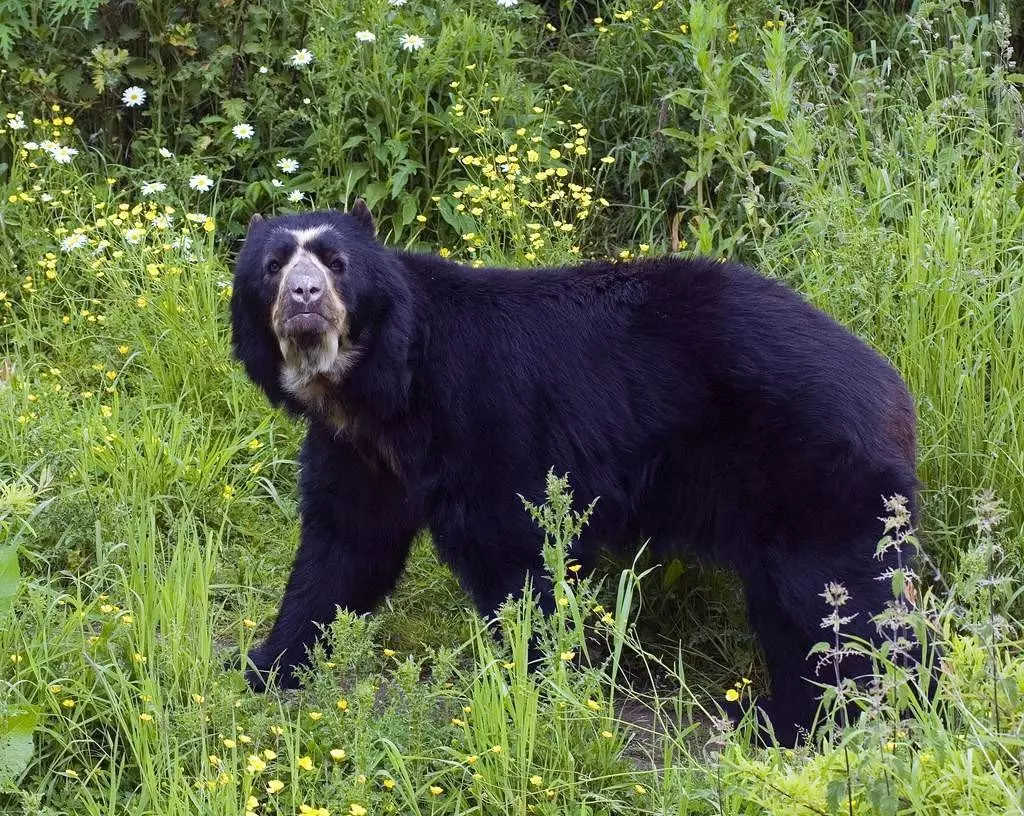 メガネグマは他のクマに比べて大きすぎません。