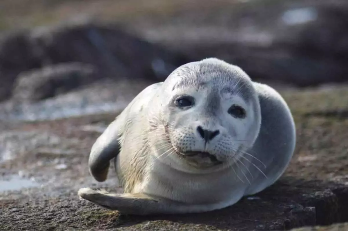 Bebé de foca.