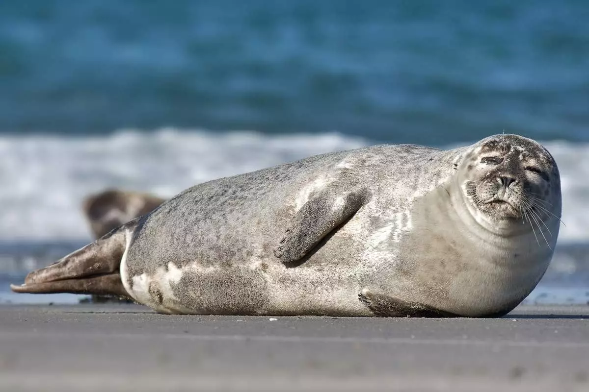En tierra, la foca se ve algo incómoda.