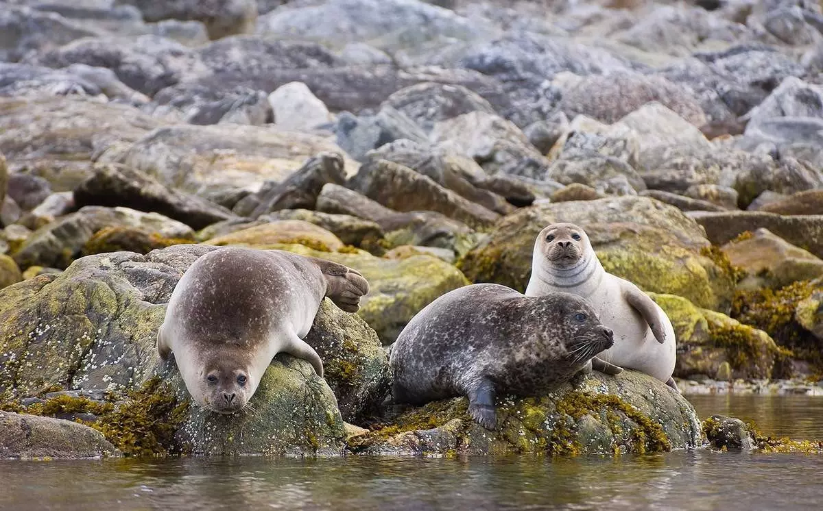 Las focas son mamíferos gregarios.